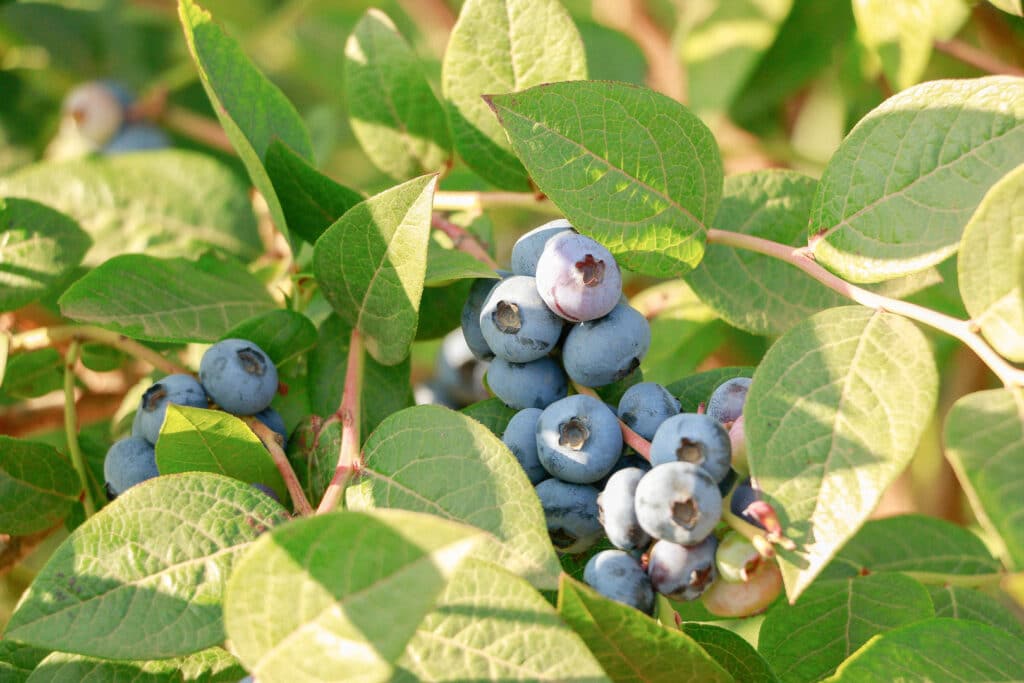 Small Blueberries, Big Impact - with Homegrown Organic Farms